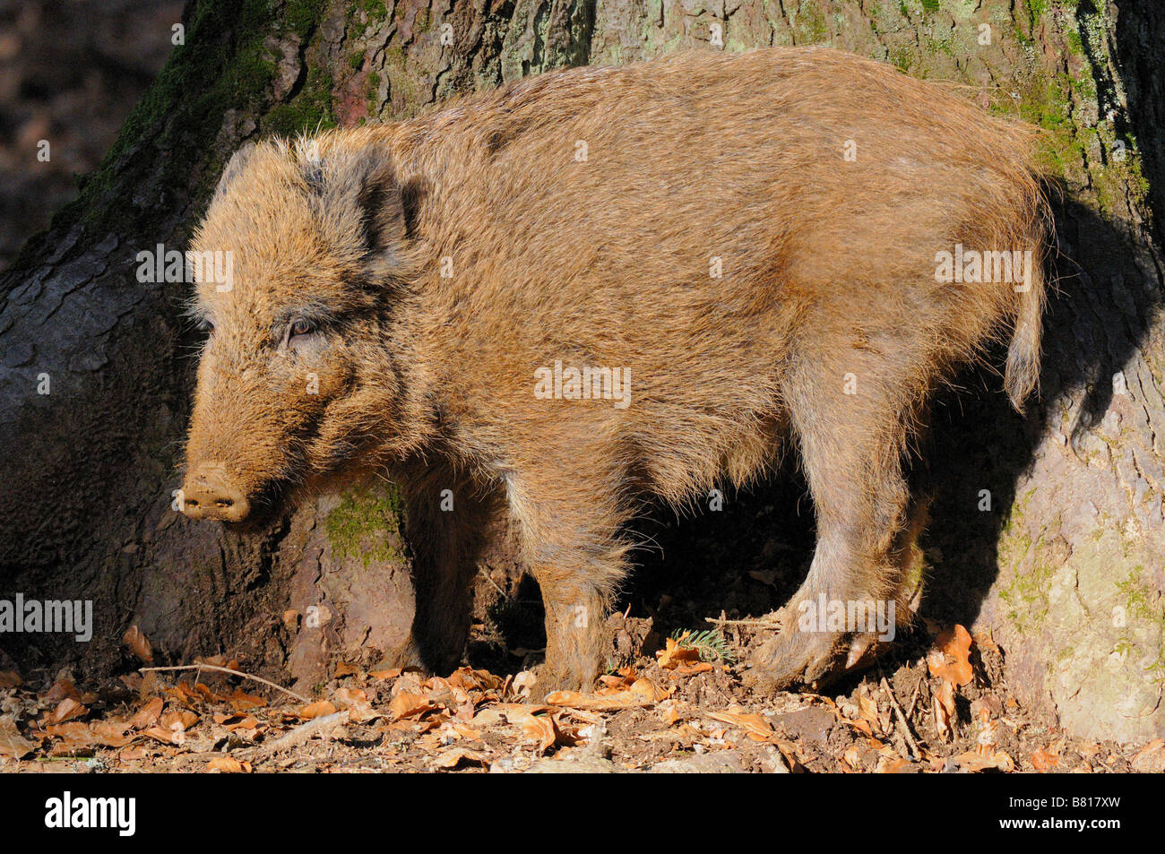 Wild boar piglets stand hi-res stock photography and images - Alamy