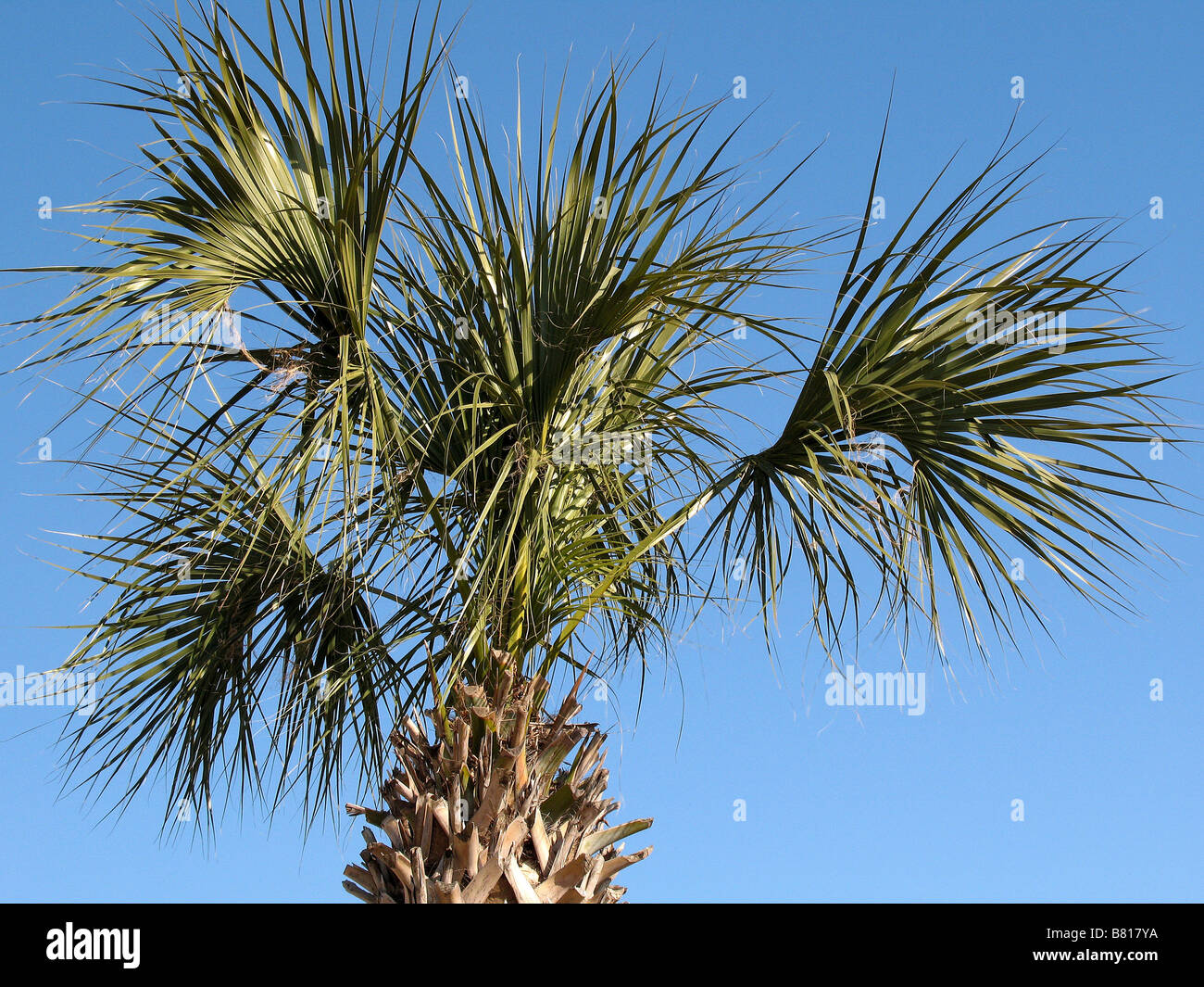 Carolina brunswick hi-res stock photography and images - Alamy