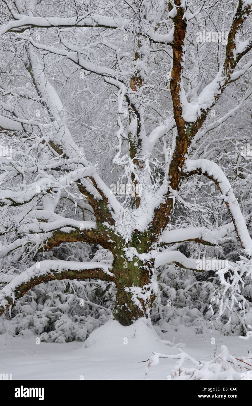 Bow brickhill hi-res stock photography and images - Alamy