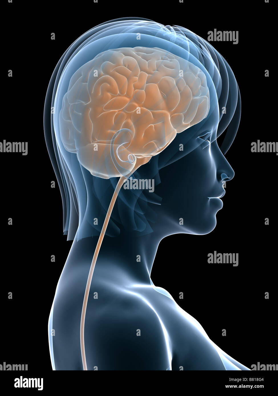 Female brain scan hi-res stock photography and images - Alamy