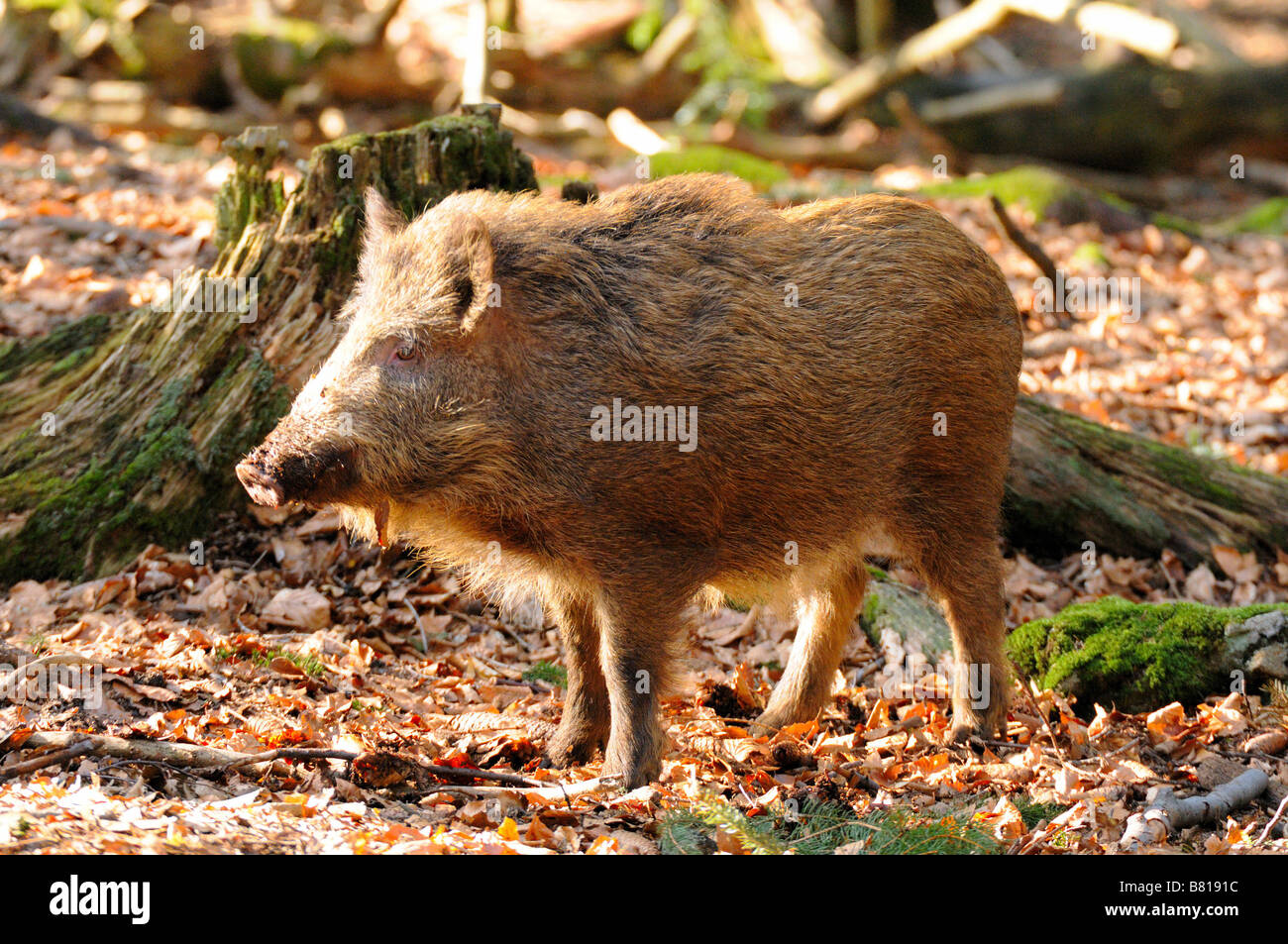 Suinae Stock Photos & Suinae Stock Images - Alamy