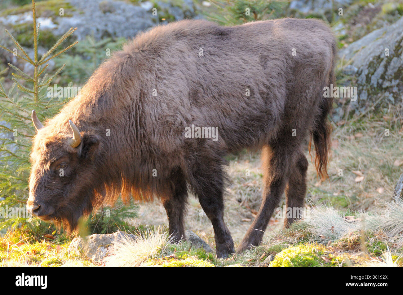 Bison and rock hi-res stock photography and images - Alamy
