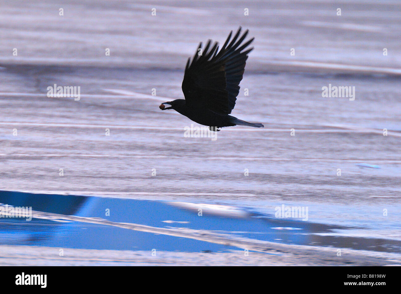 flying crow with food in bill Stock Photo - Alamy