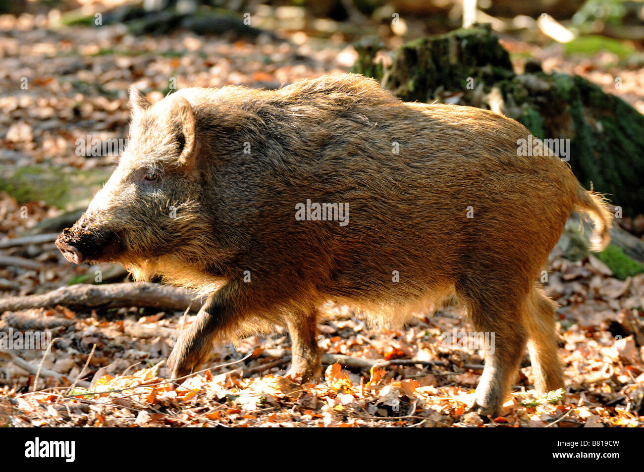 Boar walk hi-res stock photography and images - Alamy