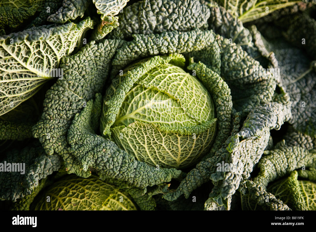 cabbages for sale at market garden, Scotland, UK Stock Photo - Alamy