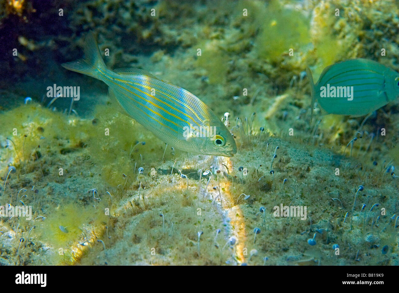 Salpa biology hi-res stock photography and images - Alamy