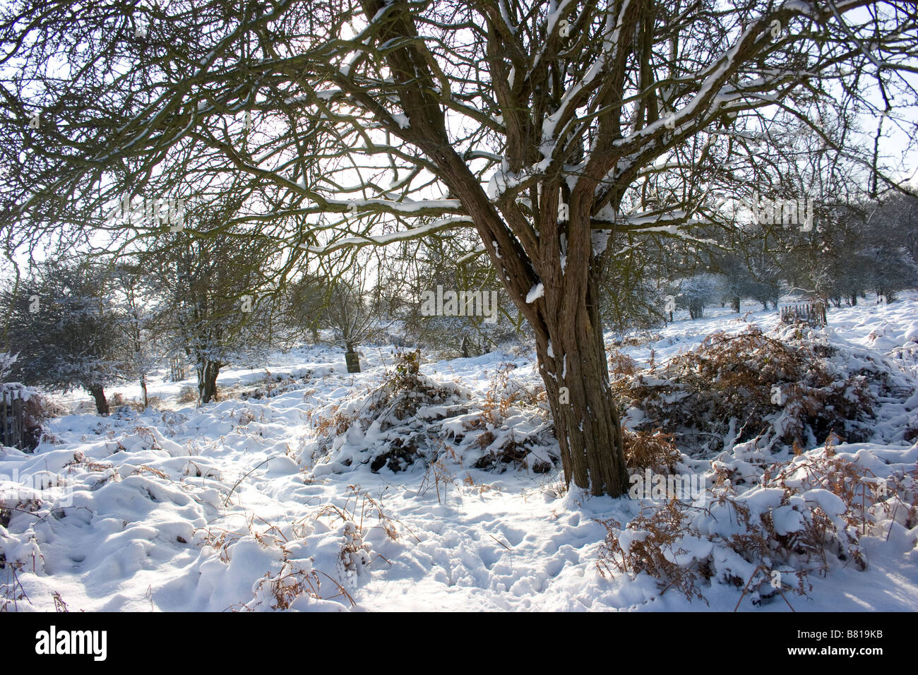 Winter Scene in Richmond Park, London, February 2009 Stock Photo - Alamy