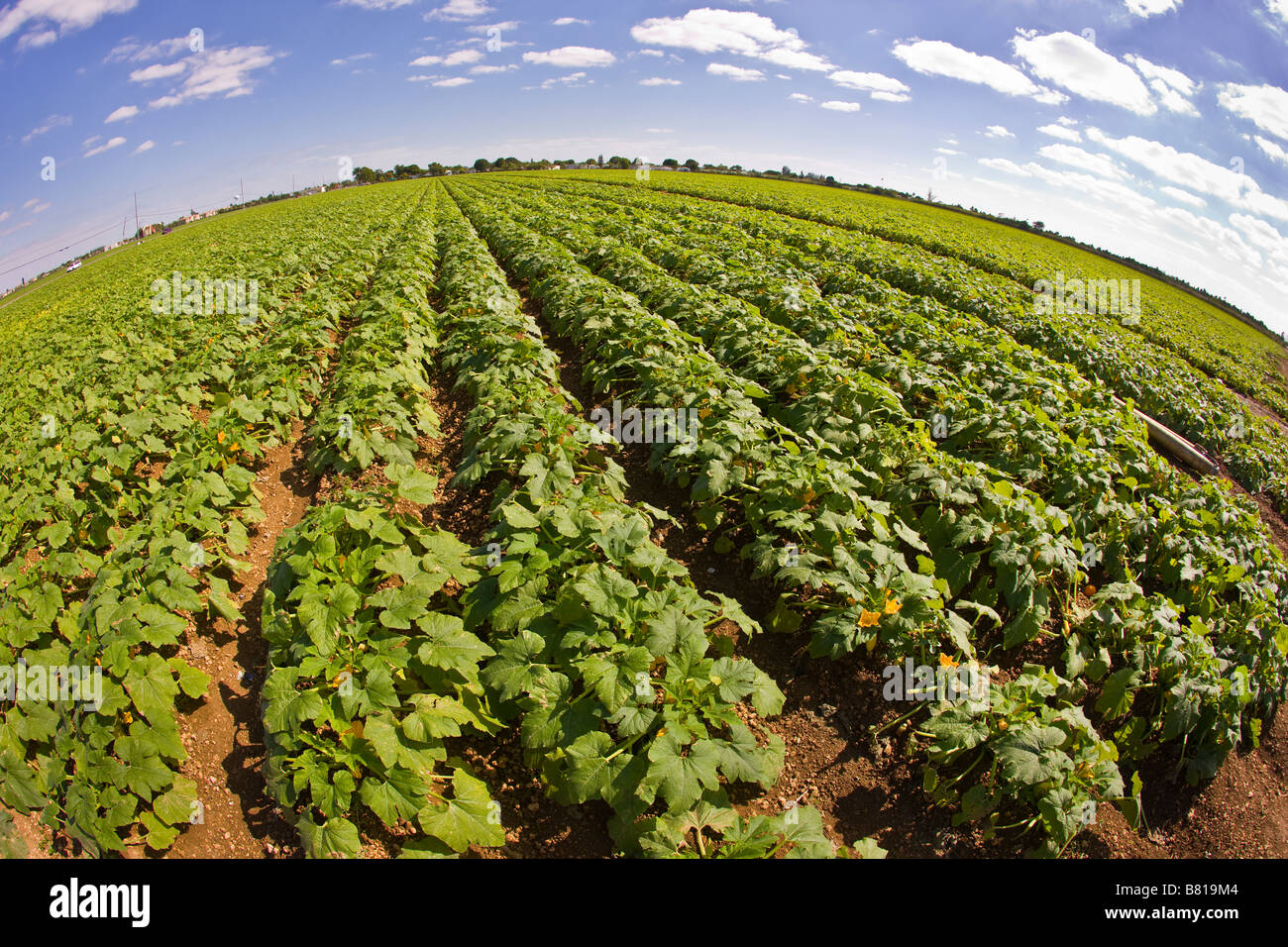 HOMESTEAD FLORIDA USA - Crop in field Stock Photo - Alamy