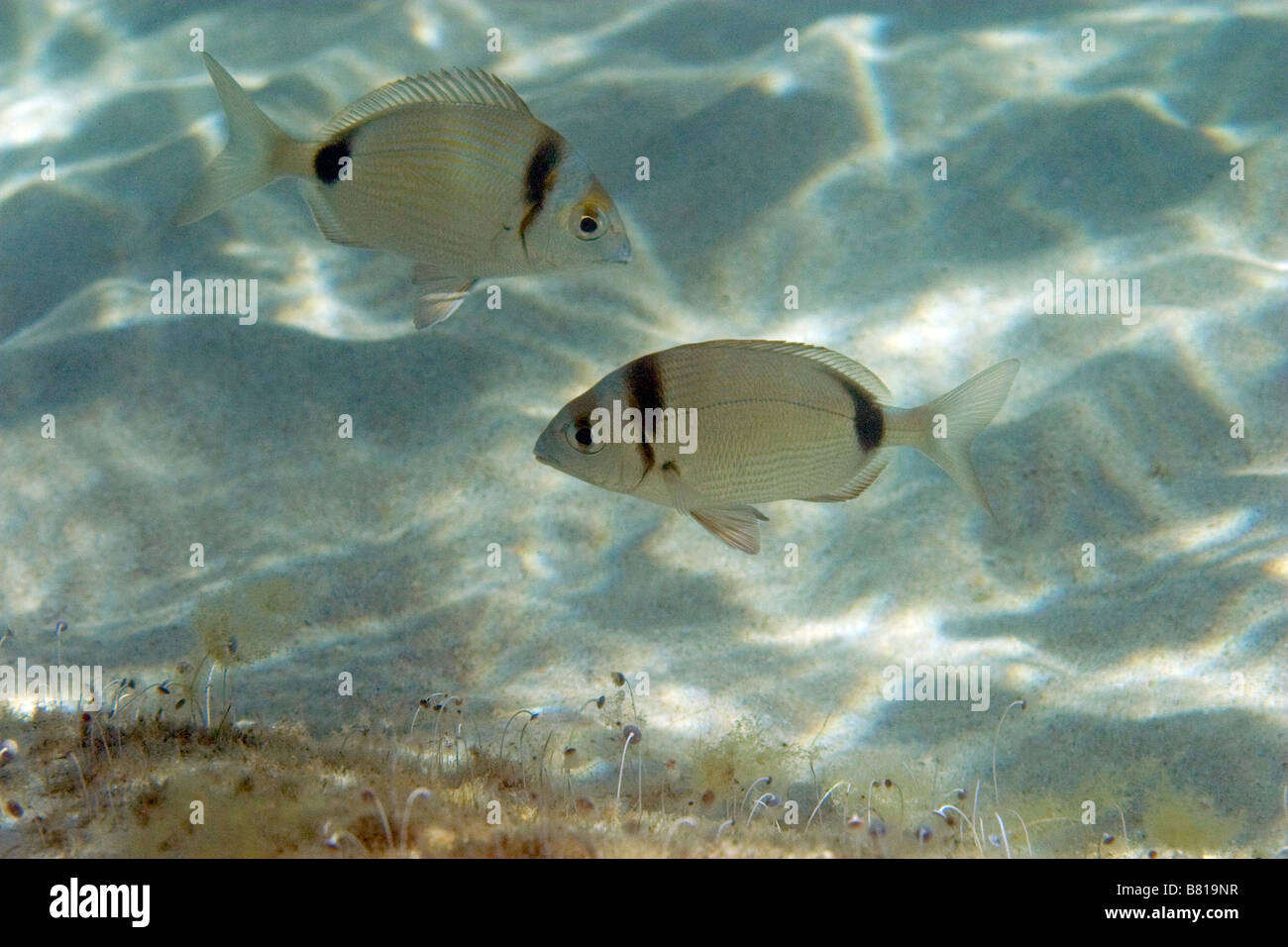 Common seabream hi-res stock photography and images - Alamy