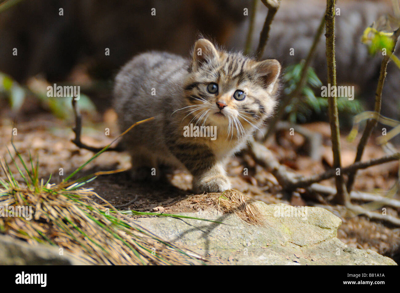 Kitten of a wildcat hi-res stock photography and images - Alamy
