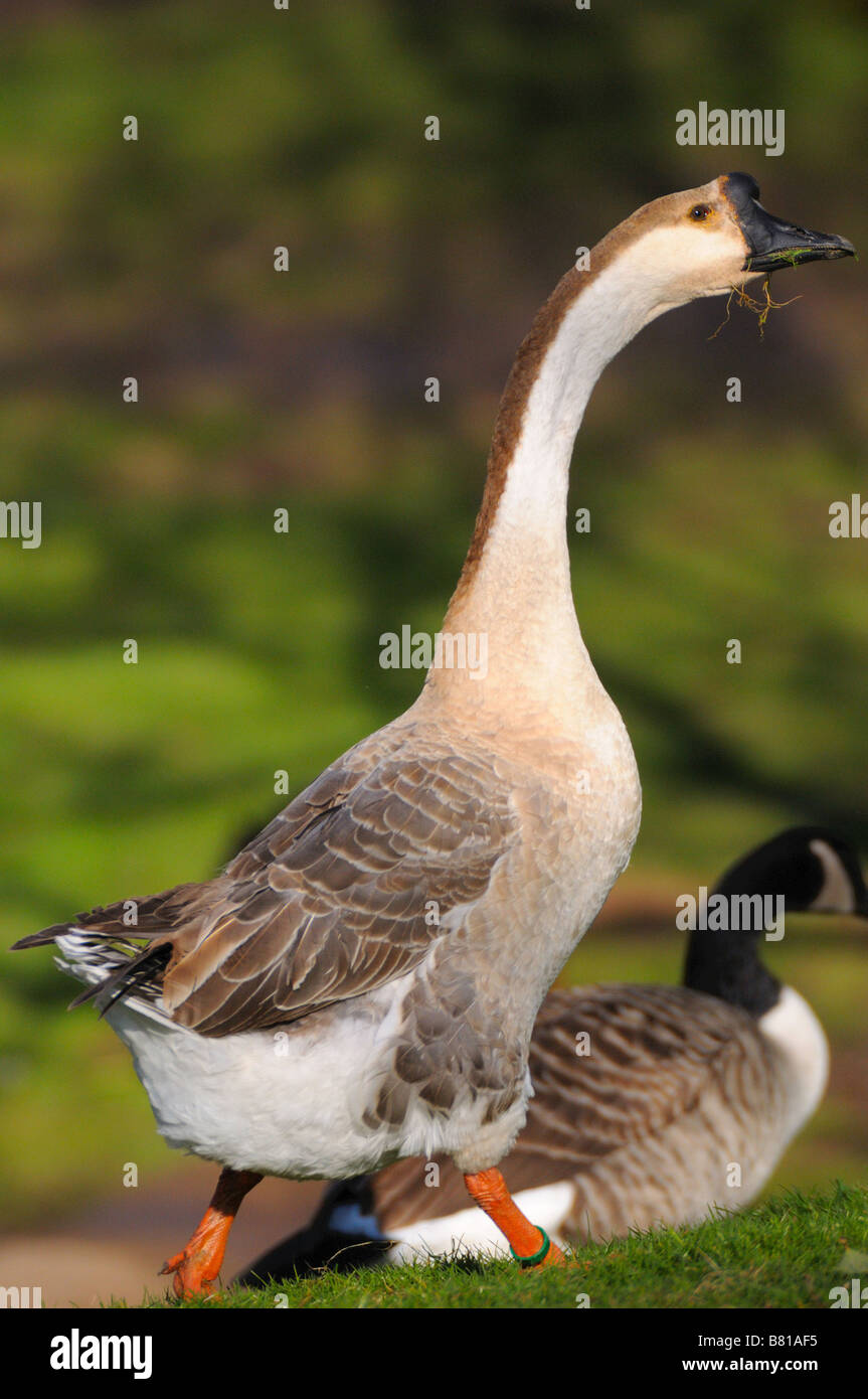 Knob geese High Resolution Stock Photography and Images - Alamy