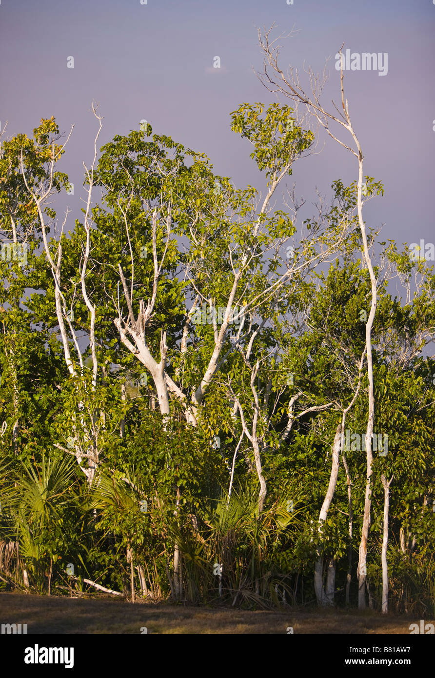 EVERGLADES FLORIDA USA - Trees Everglades National Park Stock Photo - Alamy