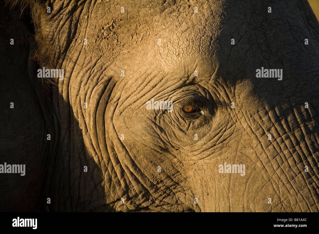 Elephant eyelashes hi-res stock photography and images - Alamy