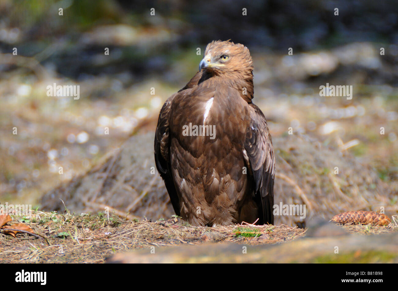 lesser spotted eagle Stock Photo - Alamy
