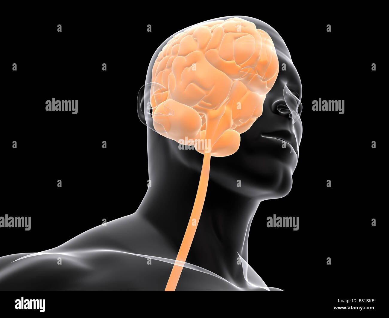 Human Brain Head Transparent High Resolution Stock Photography and ...