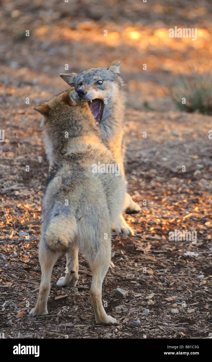 Two fighting wolves hi-res stock photography and images - Alamy