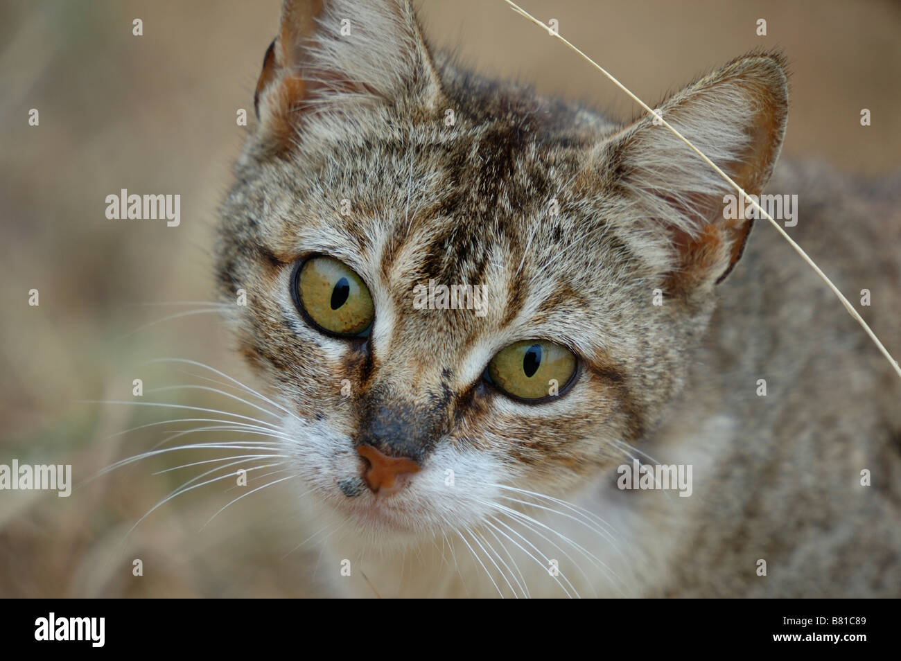 Picture of cat Stock Photo - Alamy