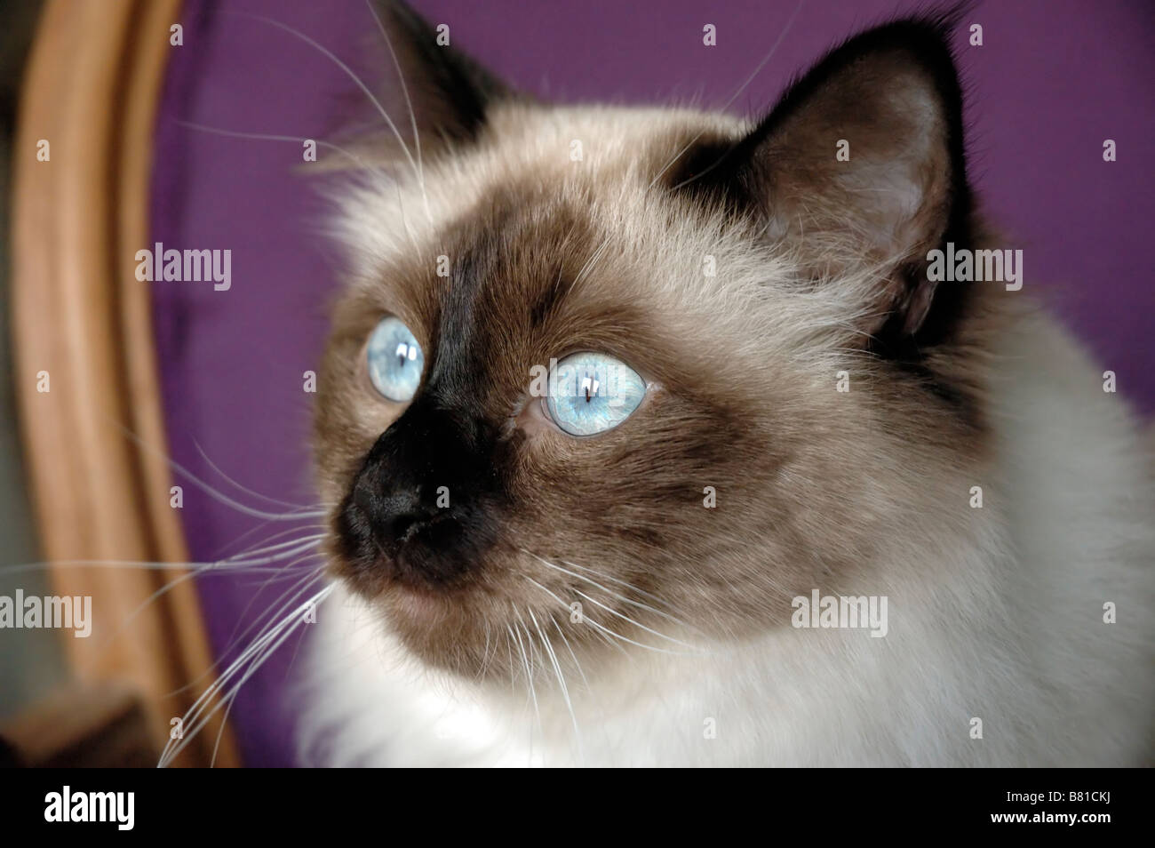 A portrait of a male birman cat Stock Photo - Alamy