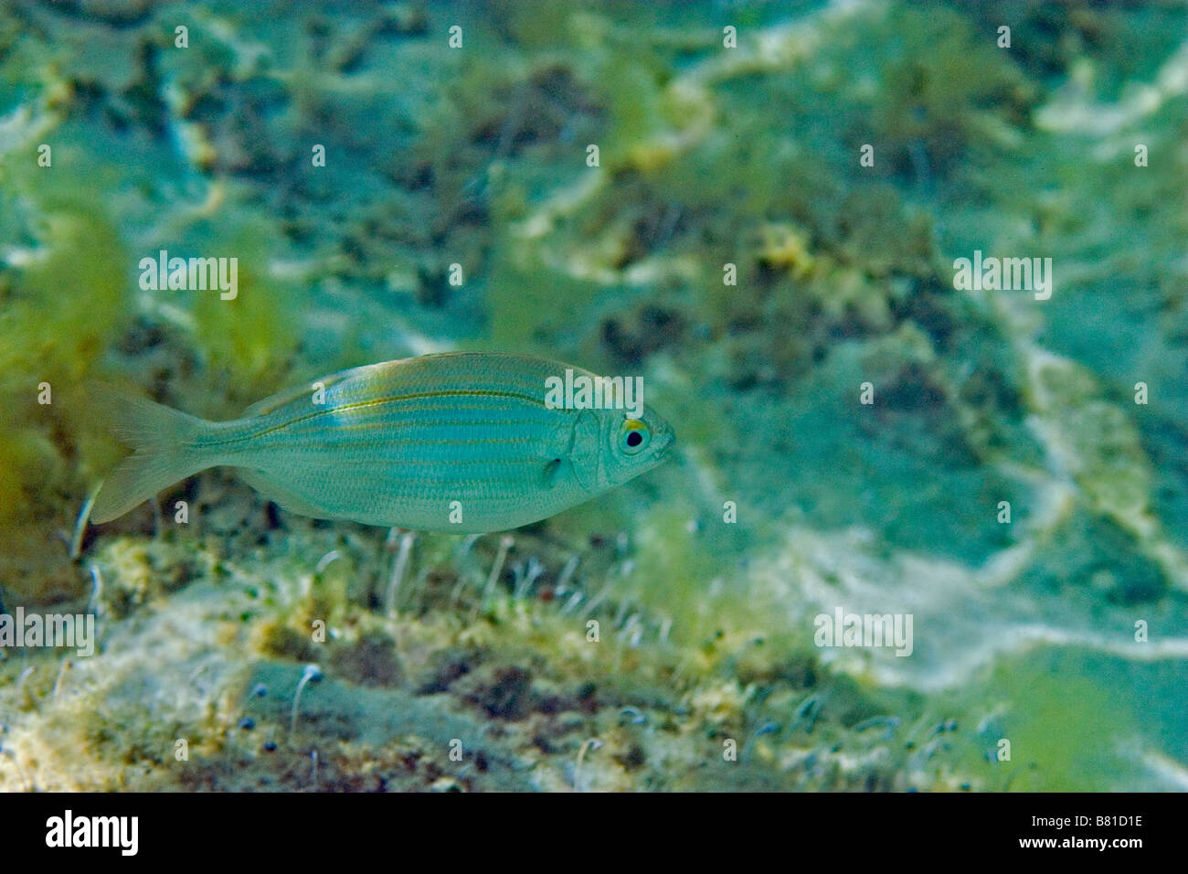 sarpa salpa salema Stock Photo - Alamy