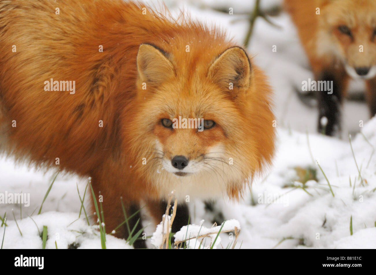 red fox in snow Stock Photo - Alamy