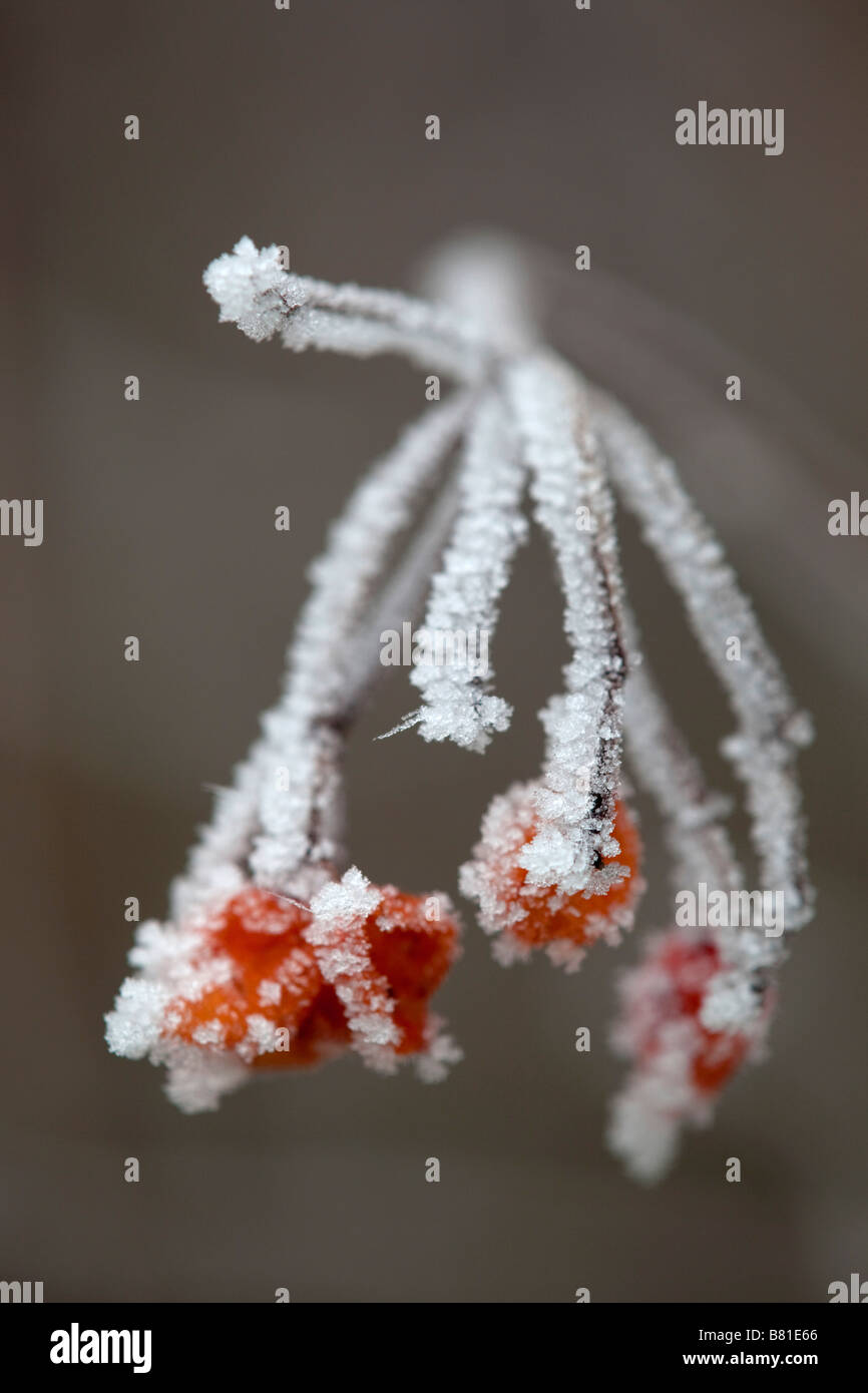 frost on berries winter cotswolds Stock Photo - Alamy