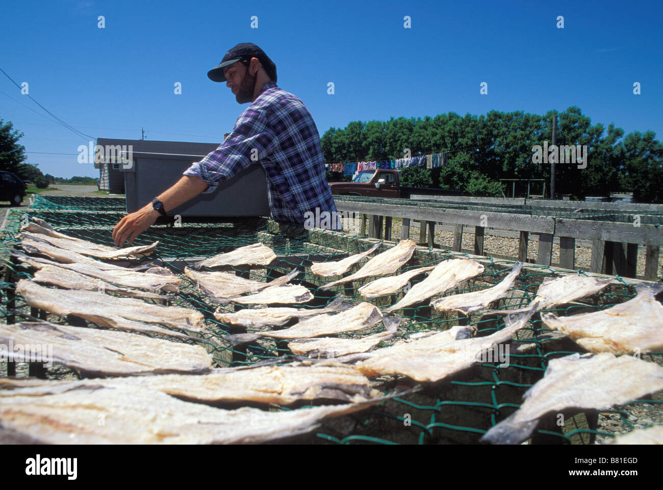 Drying cod on the French Shore of Nova Scotia Stock Photo - Alamy