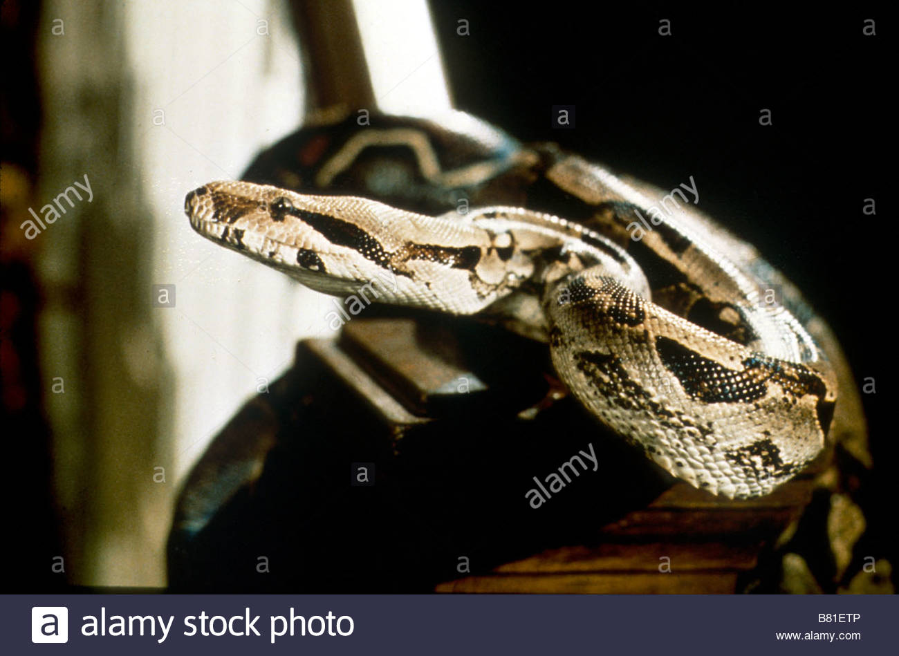 Sssssss Stock Photos & Sssssss Stock Images - Alamy