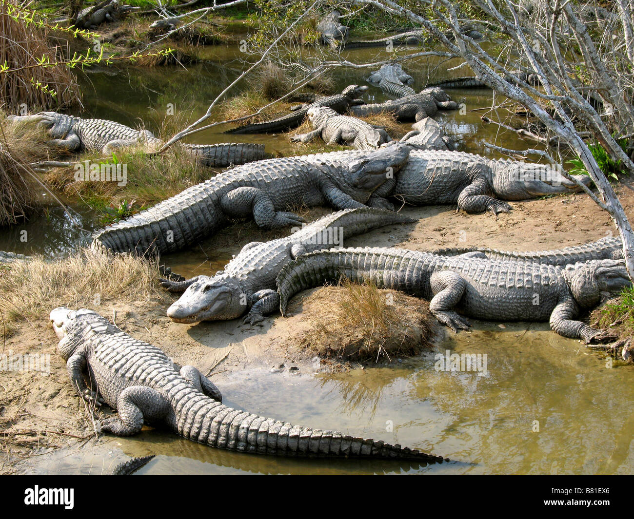 North carolina alligators hi-res stock photography and images - Alamy
