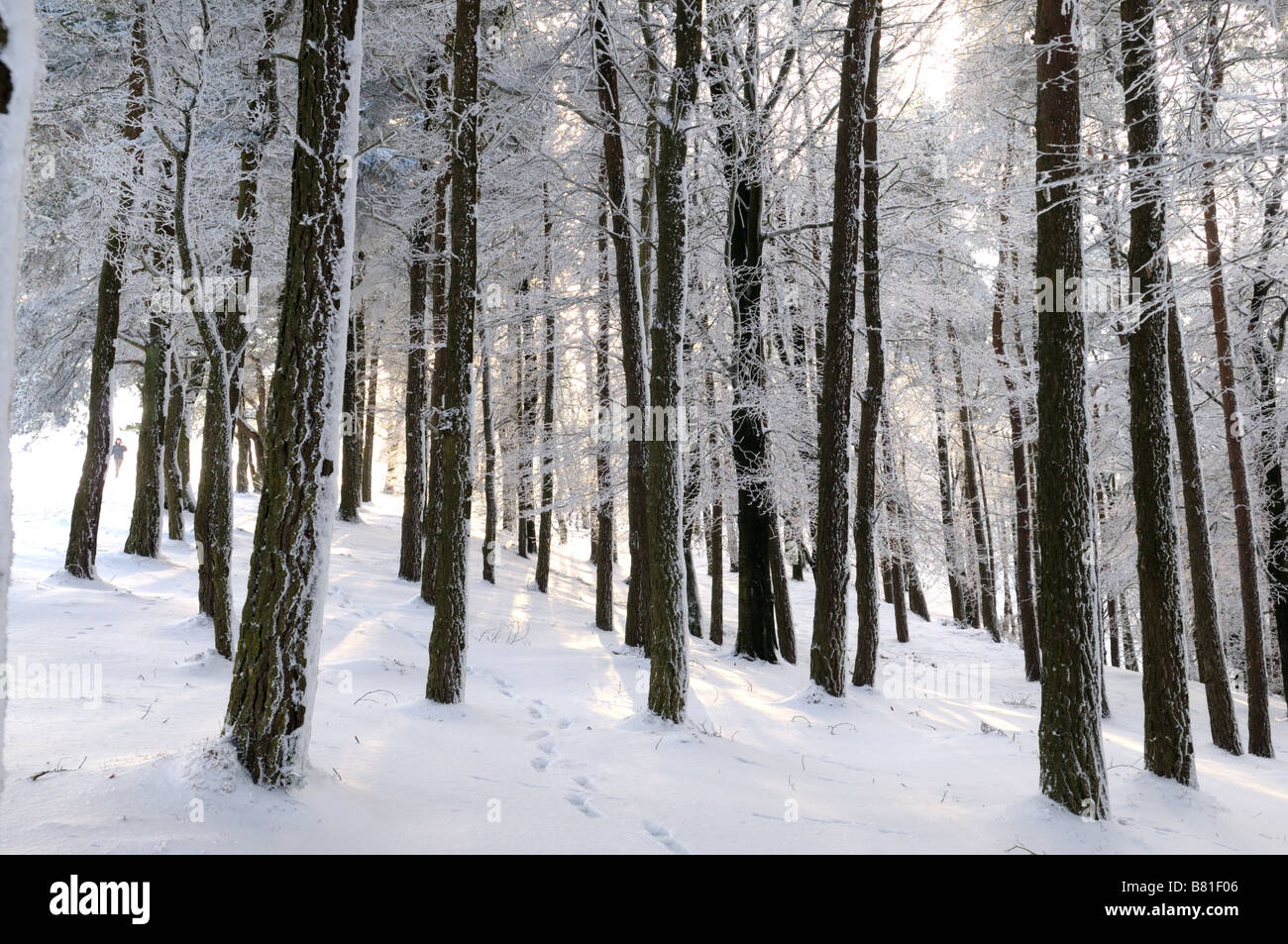 Wrekin forest hi-res stock photography and images - Alamy