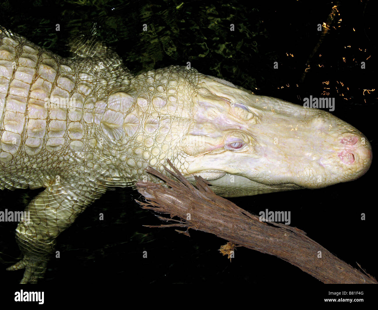 Albino alligator hi-res stock photography and images - Alamy