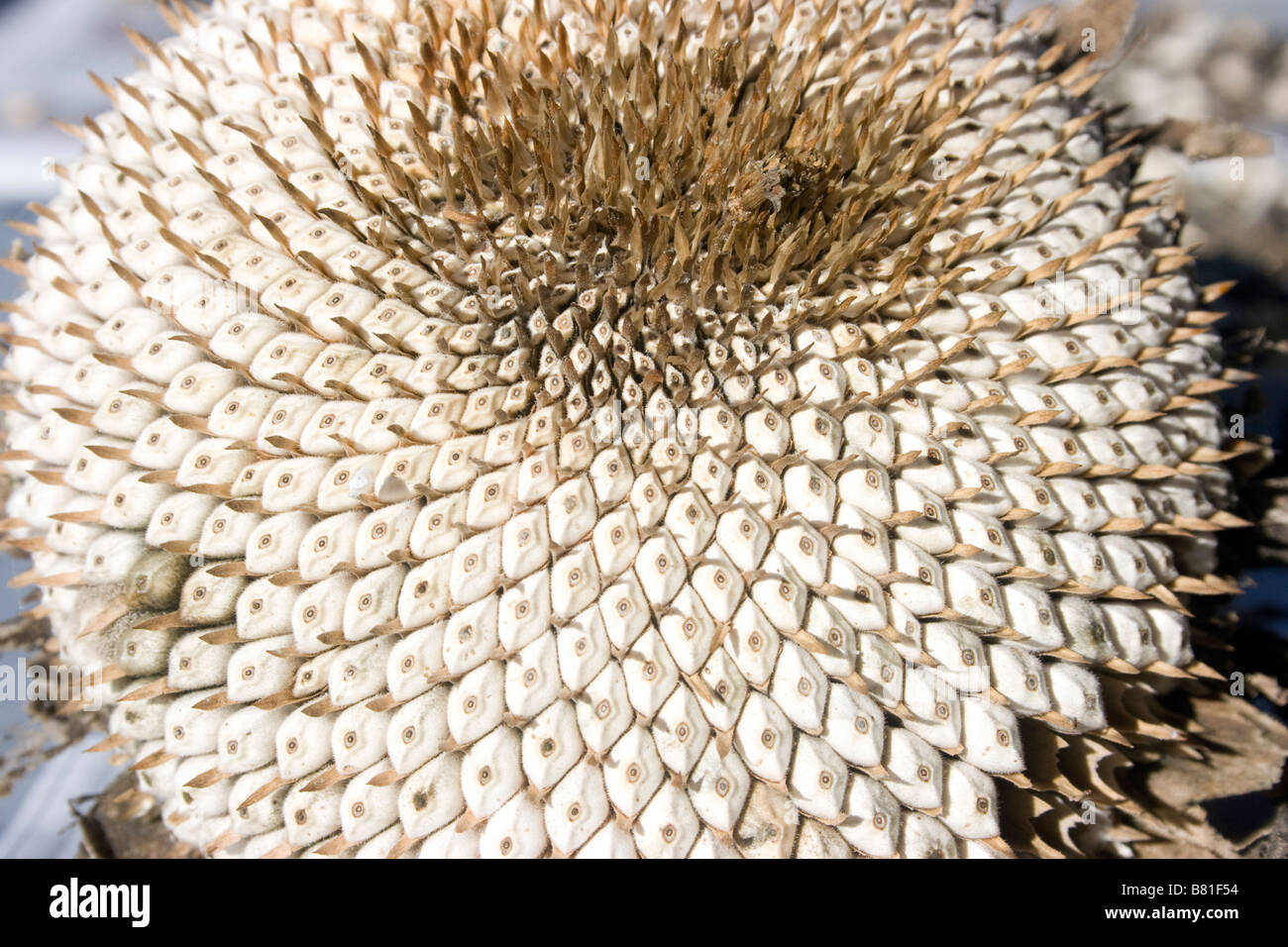 Dried sunflower hi-res stock photography and images - Alamy