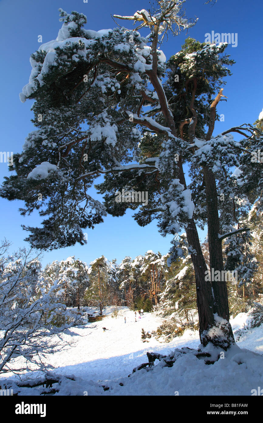 Pine tree in winter in Esher Common Surrey England Stock Photo - Alamy