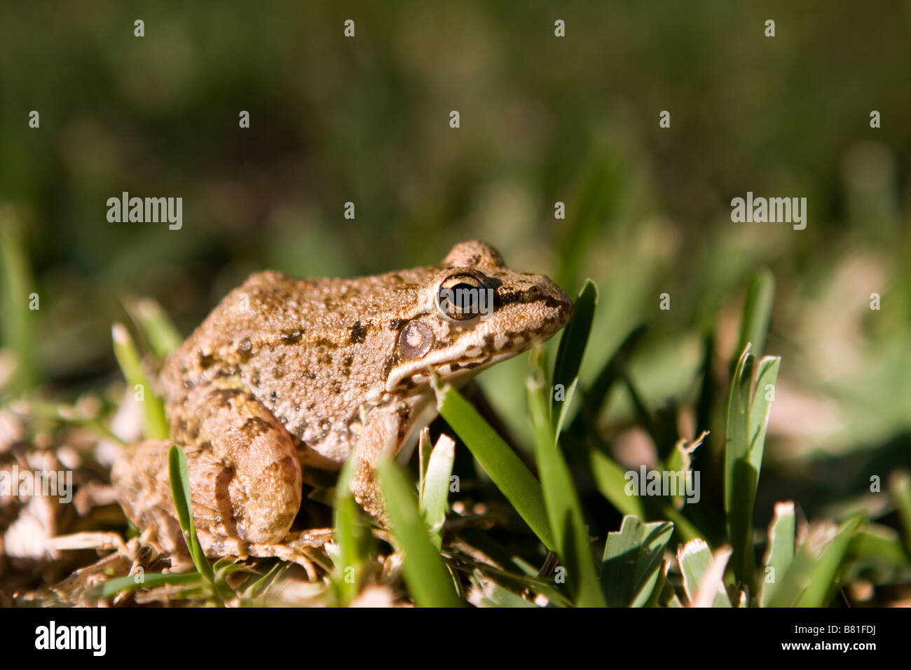 close-up of a small brown toad on grass Stock Photo - Alamy
