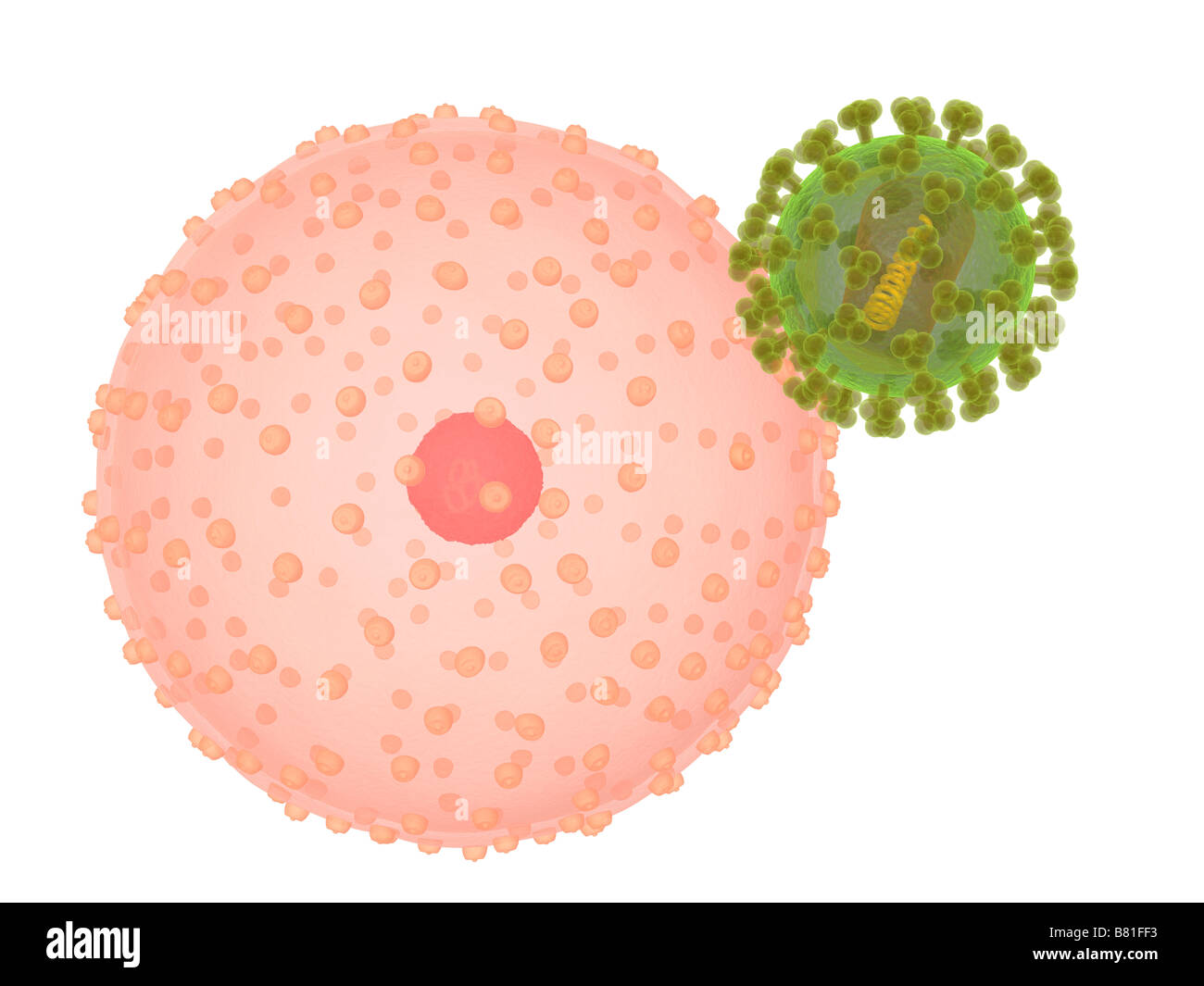 Virus infecting cell hi-res stock photography and images - Alamy