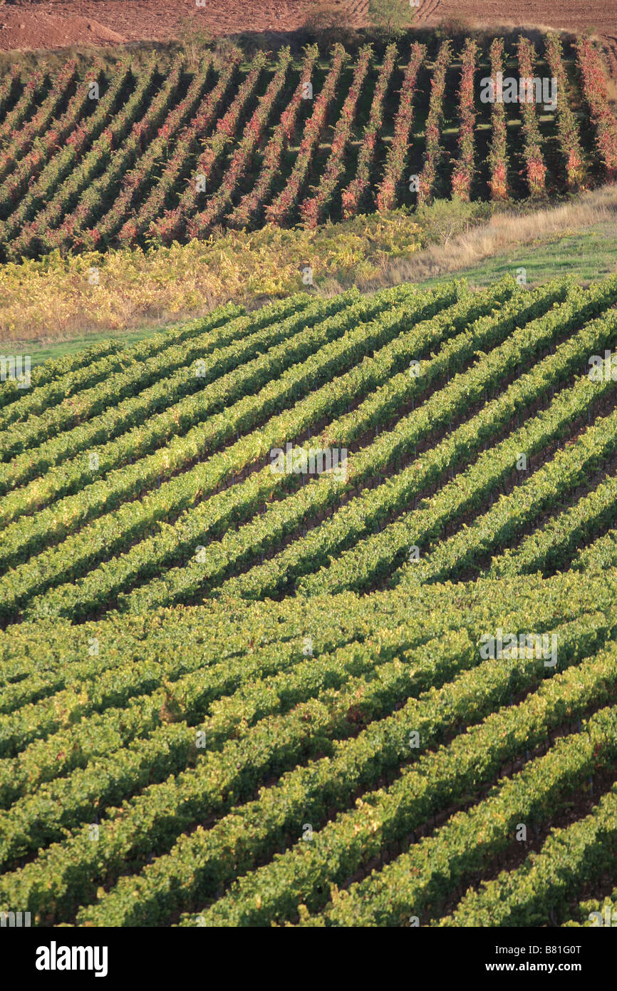 Vineyard la rioja spain vines wine region spanish hi-res stock ...