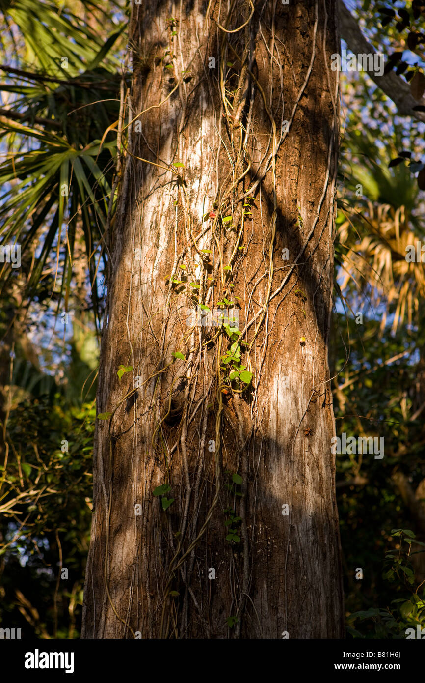 EVERGLADES FLORIDA USA Tree trunk on the Mahogany Hammock Trail in the ...