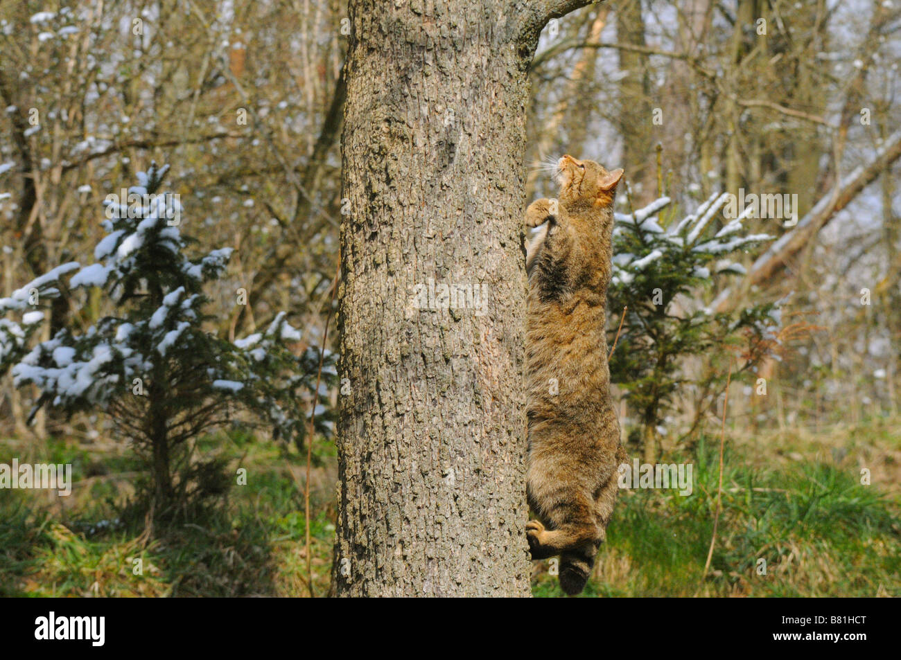 Wildcat felis silvestris climbing tree hi-res stock photography and ...