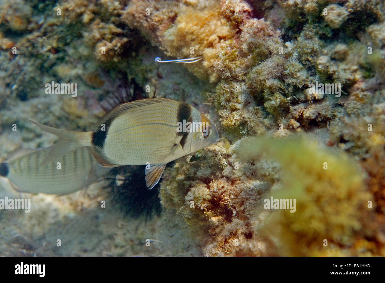Banded seabream hi-res stock photography and images - Alamy