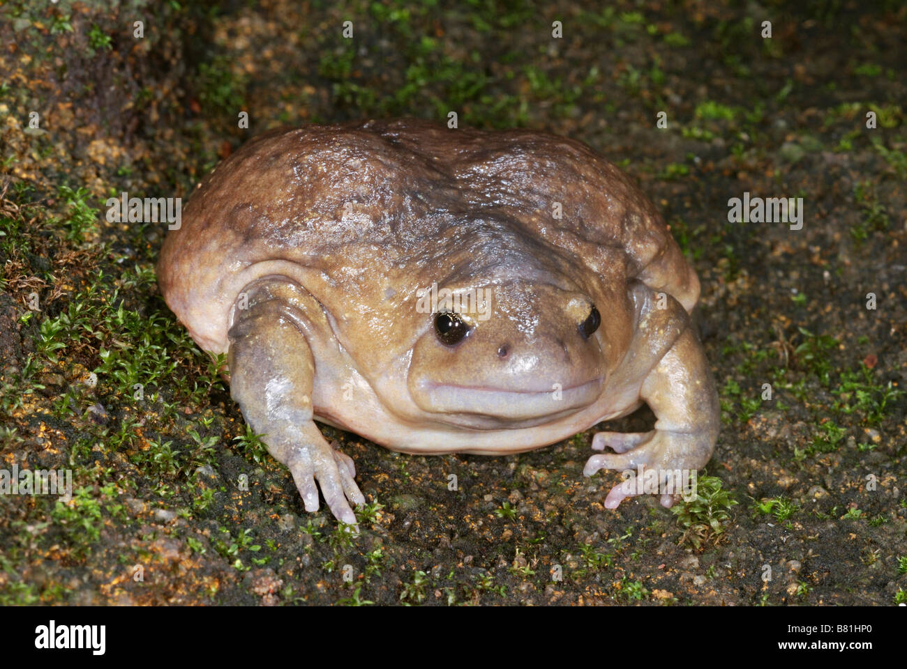 Closeup of balloon frog, (Uperodon globulosus) India. Rarely seen Stock ...