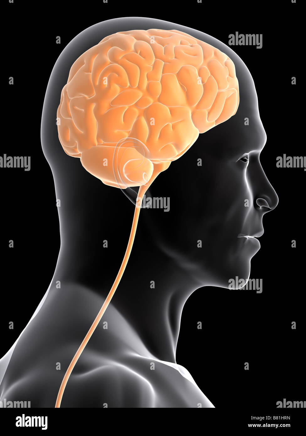 Human and brain and head hi-res stock photography and images - Alamy