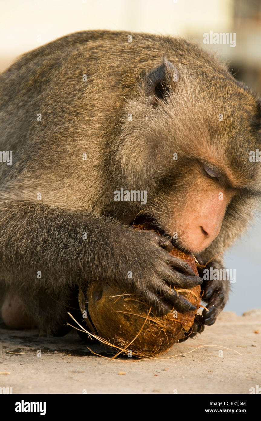 monkey trying to open a coconut in Bangkok Thailand Stock Photo - Alamy