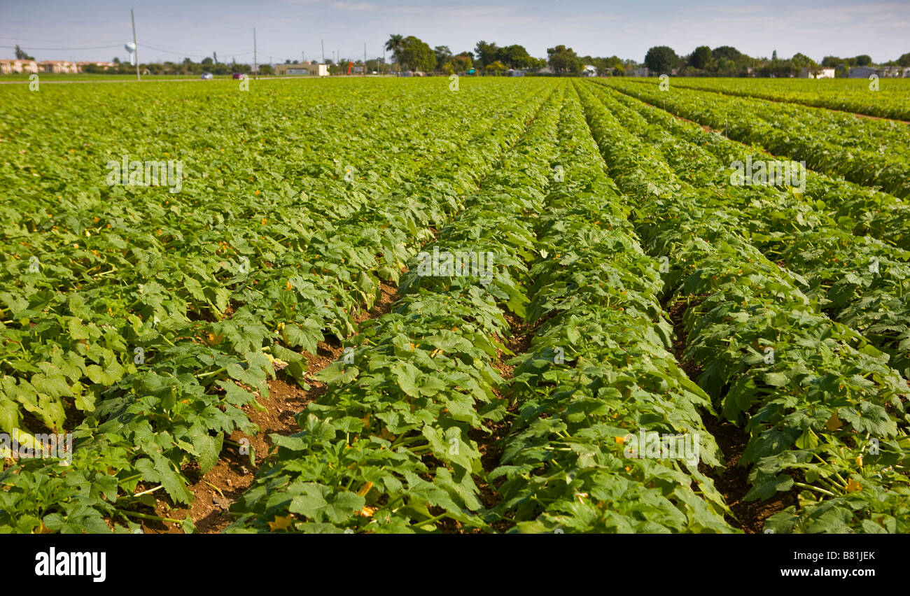 Homestead farming hi-res stock photography and images - Alamy