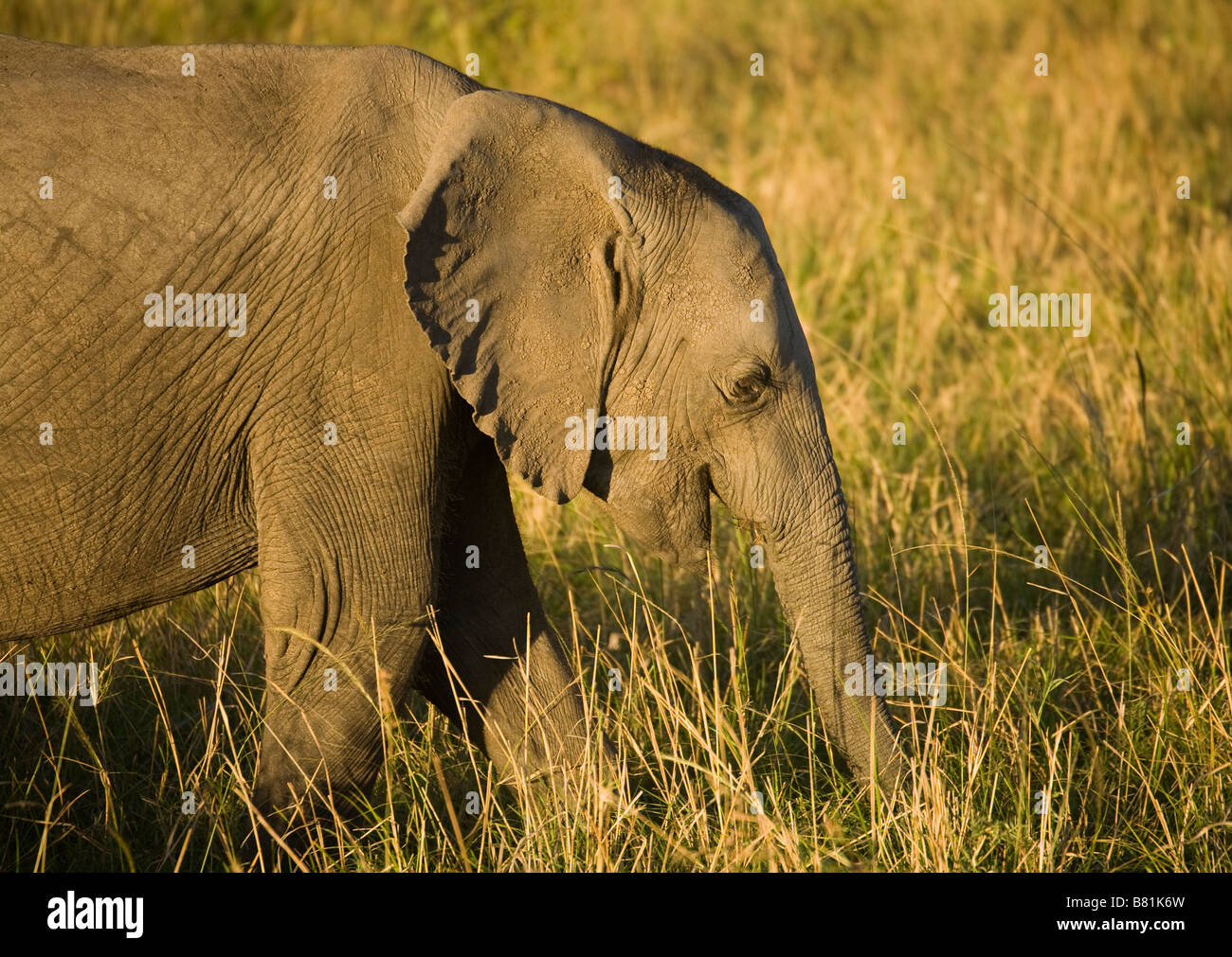 Baby elephant cute hi-res stock photography and images - Alamy