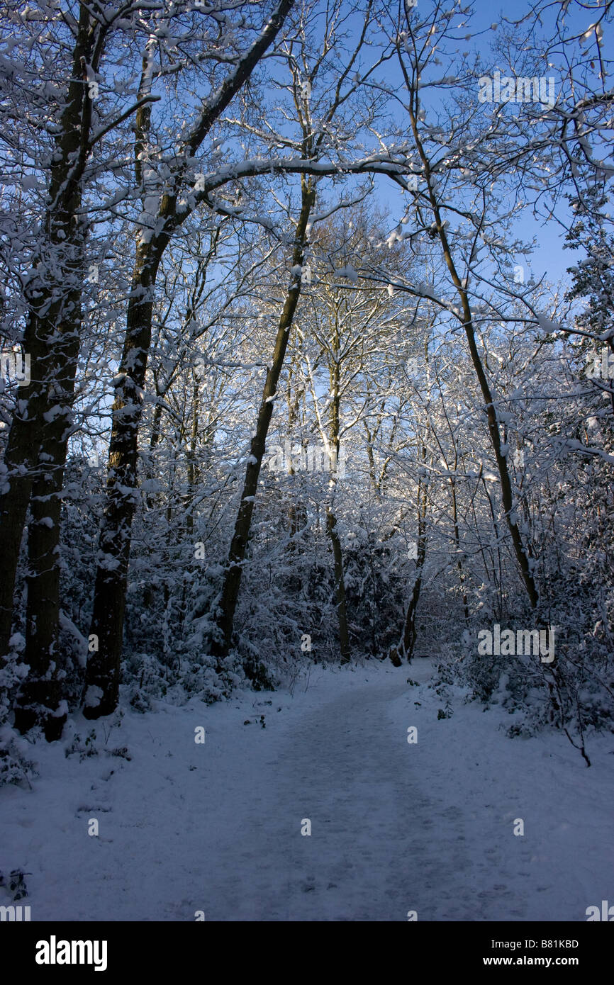 Winter Scene in a wood, London, February 2009 Stock Photo - Alamy