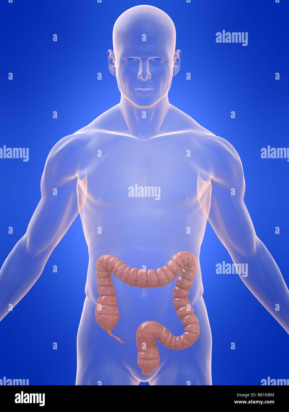 Human body hi-res stock photography and images - Alamy