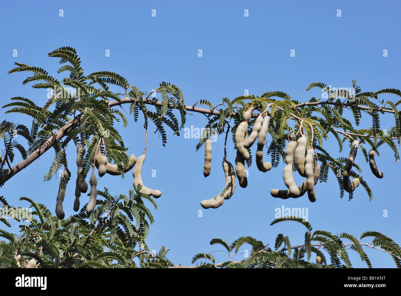Bunch of Tamarind (Tamarindus indica)on Tree. Maharashtra, India Stock ...