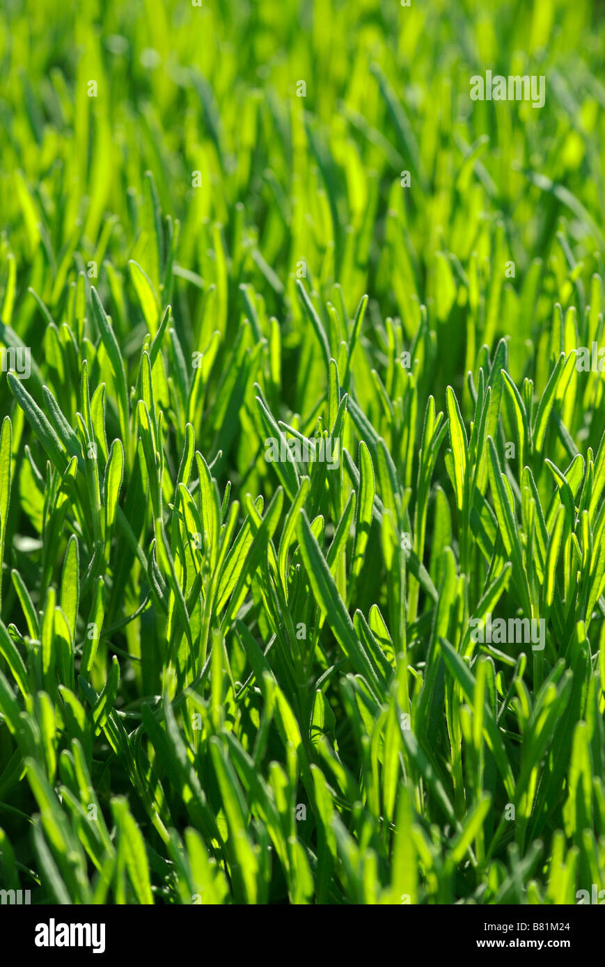 Blades of grass illuminated by the summer sun Stock Photo - Alamy