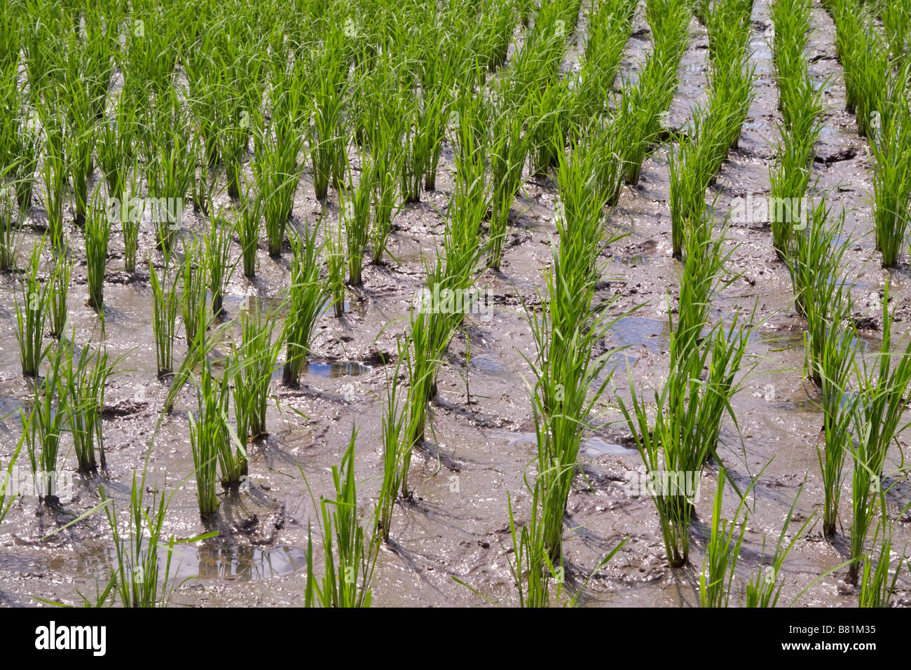 Irrigated rice field hi-res stock photography and images - Alamy