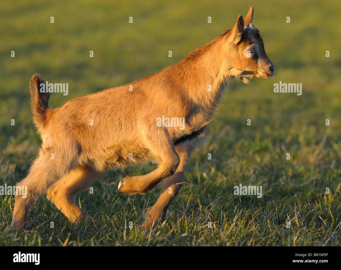 goat in action Stock Photo - Alamy