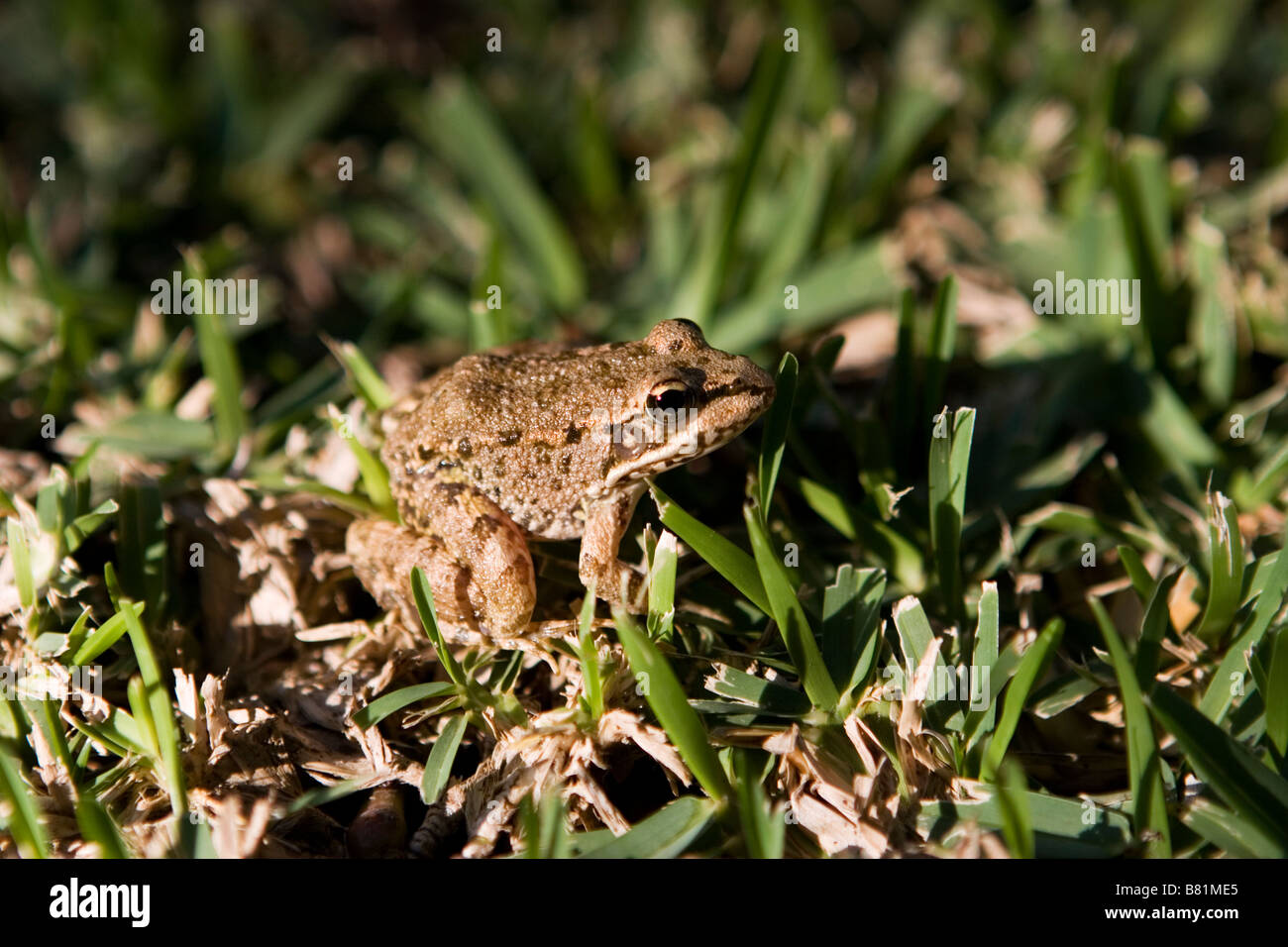 Little grass frog hi-res stock photography and images - Alamy